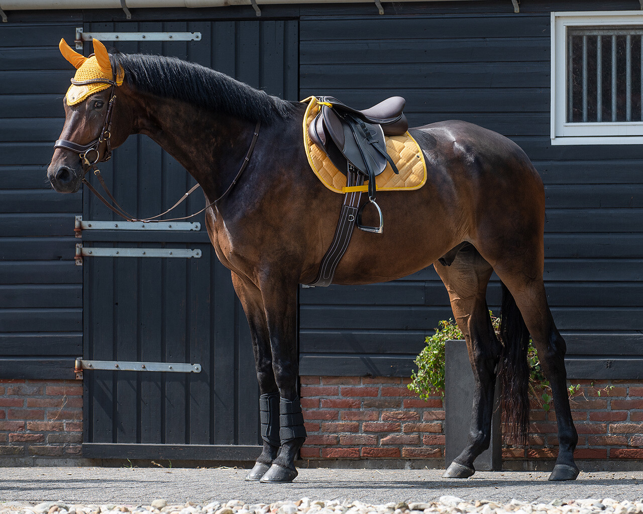 Sottosella Dressage "Summer Glow" Sunflower - IPPICA STORE